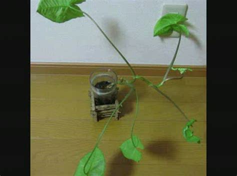 この植物はいったいどうしたらいいんでしょう OKWAVE