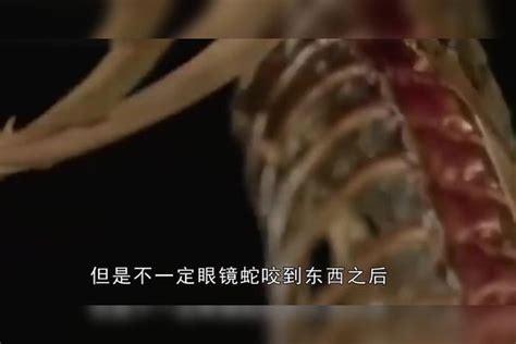 如果把眼镜蛇的“毒液”注入眼镜蛇体内，它会不会有生命危险？眼镜蛇注入毒液