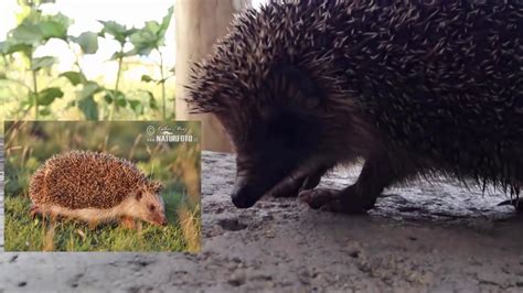 Bir Kirpi hakkında Her şey YouTube