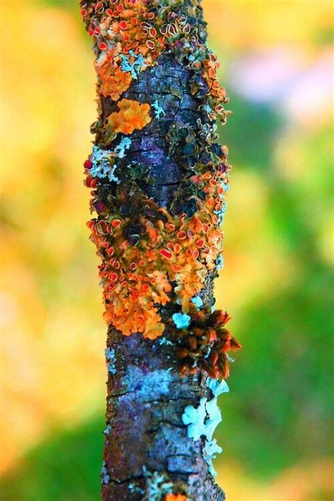 Pin On Lichen