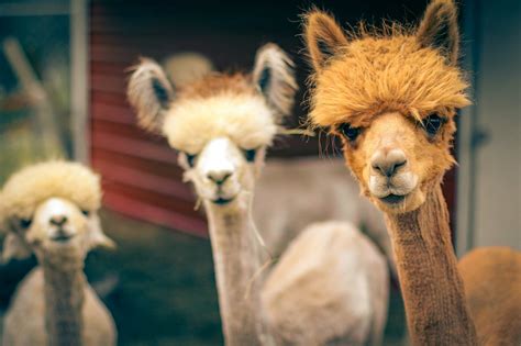 6 Ways To Encode Features For Machine Learning Algorithms By Anthony