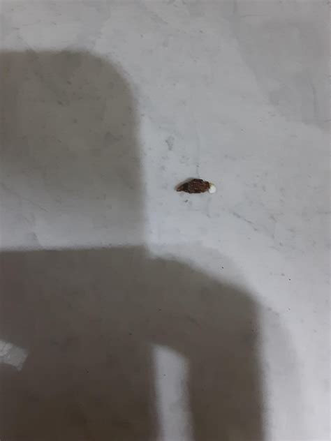 Found A Cockroach And Droppings In My Apartment Taiwan Rwhatsthisbug