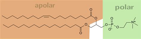 What Is The Difference Between Lecithin And Sphingomyelin Compare The Difference Between