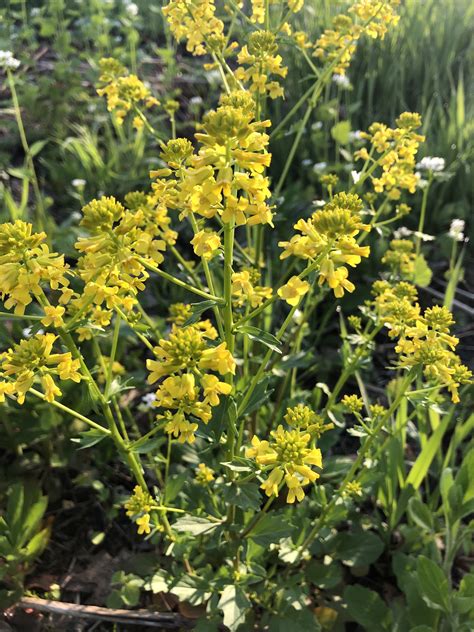 Wisconsin Wildflower Garden Yellow Rocket Barbarea Vulgaris