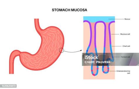 Struktur Selaput Lendir Ilustrasi Stok Unduh Gambar Sekarang Perut