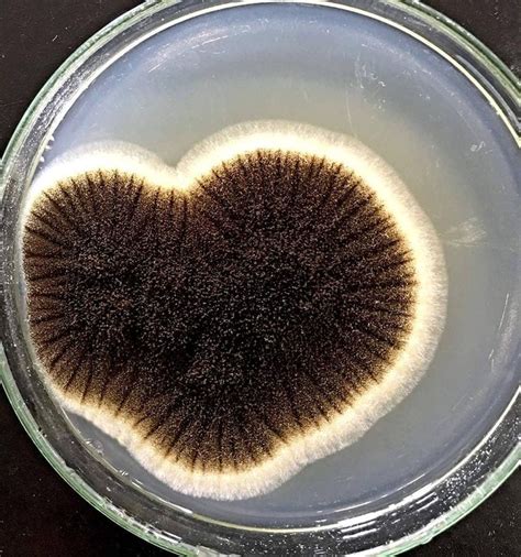 Love Shaped ️ Aspergillus Niger On Potato Dextrose Agar Pda Photo By