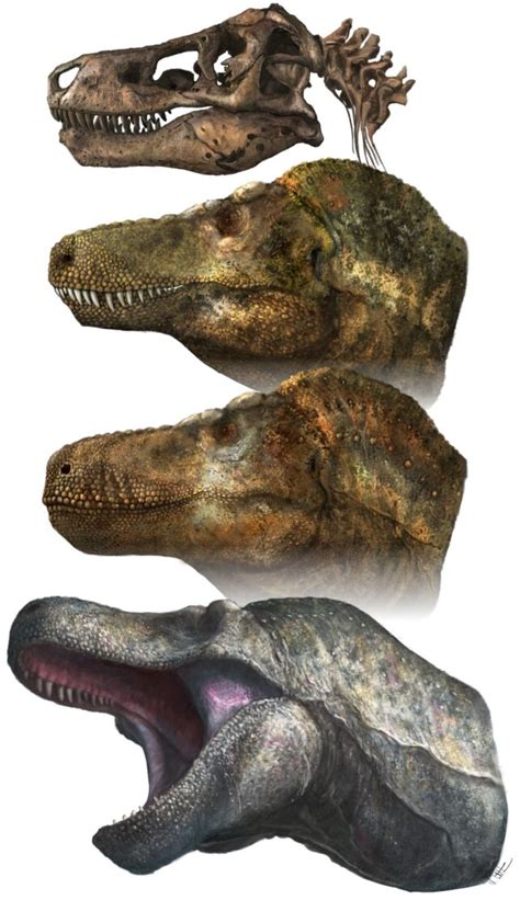Tyrannosaurus Rex Had Lips Like A Lizard Scientists Reveal Sciencealert