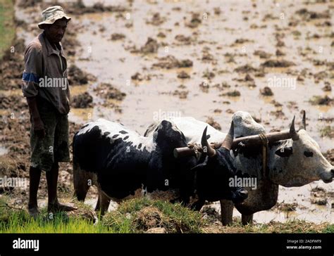 Farmer And Bullocks Farmer Stands Next To Two Bullocks Laden With A