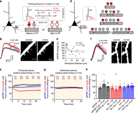 Induction Of T Ltp In Clustered And Distributed Dendritic Spines A