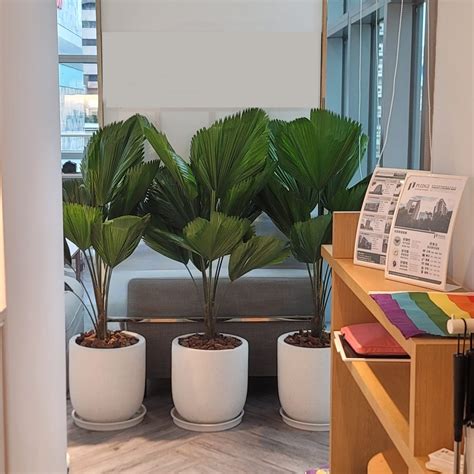 Flower Plant Studio