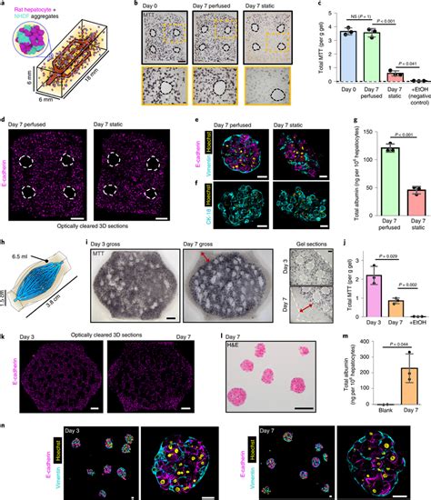 Perfusion Through Dendritic Networks To Support Primary Hepatocyte