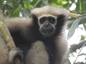 Animaux En Inde O Observer Les Animaux Sauvages