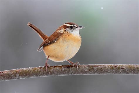 Seven Species Of Wrens Found In Colorado Nature Blog Network