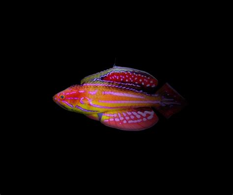 Diamond Tail Flasher Wrasse For Sale Unique Fins