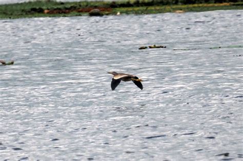 瓢湖ヨシゴイ飛翔2024夏PARTⅠ 砧清二の都会の野鳥達