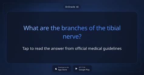 What Are The Branches Of The Tibial Nerve