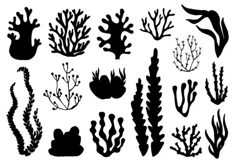 흰색 배경에 고립 된 해초 해초 세트 프리미엄 벡터