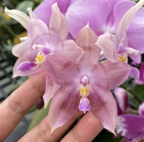 Phal Allura Asteroid Орхидеи