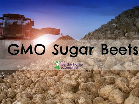 Beet Sugar Deadly For People And The Planet Healthy Home Economist