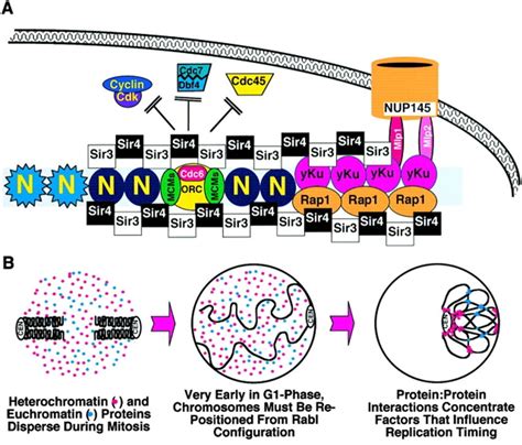 A Telomere Dependent Late Replication Yku Binds Both Telomere Dna And