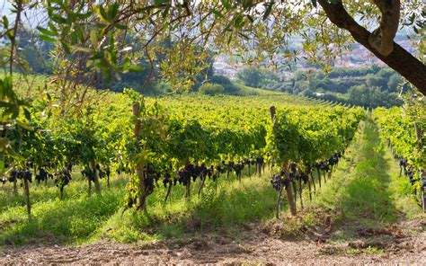Canon Fronsac France Of Gastronomy