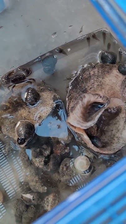 꽂게 물고기 새우 고동 을 잡았다 Youtube