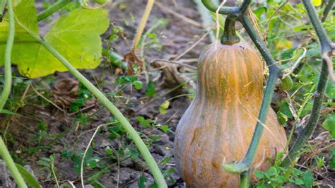 Will Butternut Squash Ripen Off The Vine Butternut Squash