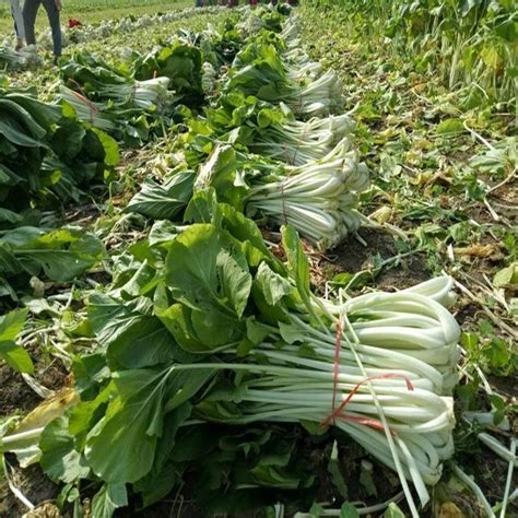 Healthy Crispy Heat Resistance Long White Stem Chinese Cabbage Seeds