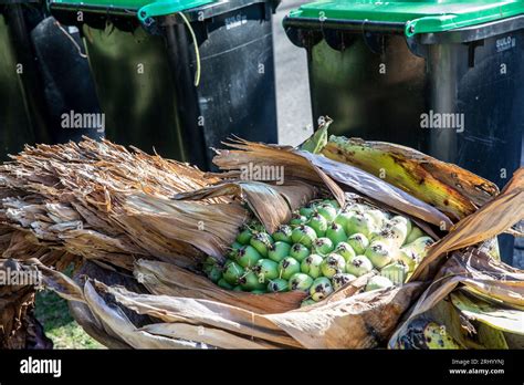 Abyssinian Banana Palm Seed Pods Seed Heads Sydney Nsw Australia Stock