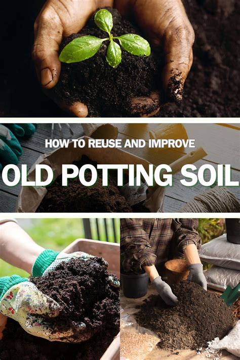 Dont Toss That Old Potting Soil Heres How To Reuse And Improve It