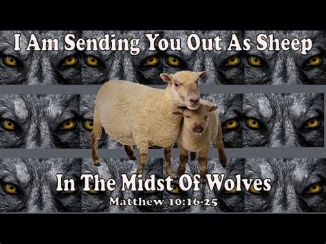 I Am Sending You Out As Sheep In The Midst Of Wolves Matthew 10 16 25