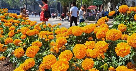 멕시코 망자의 날 앞두고 중국 품종 꽃 천지사지 말자 여론