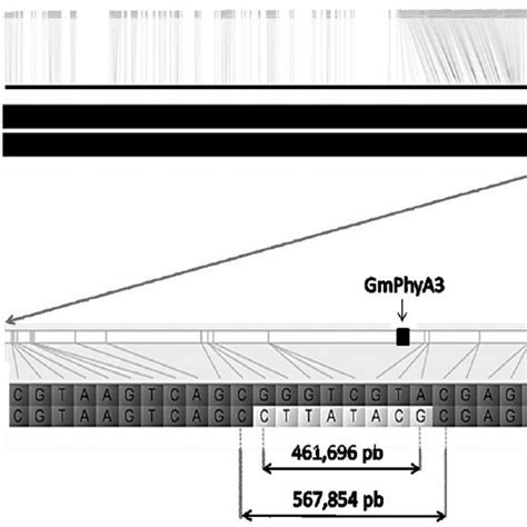 Graphical Representation Of Single Nucleotide Polymorphism Snp