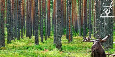 Cladding And Weatherboard Nordic Timber Cladding Australia