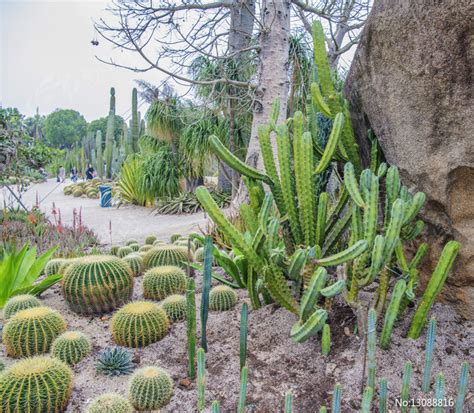植物园巨石旁仙人掌仙人球高清图片下载 红动中国