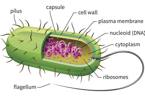 Prokaryotic Cells Definition Structure Characteristics Examples