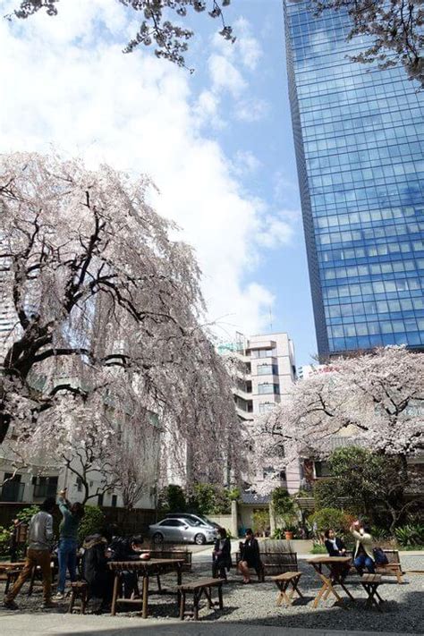 常圓寺のしだれ桜 2025年の見頃と現在の開花状況ライトアップは新宿区のお花見スポット 歩いてみたブログ