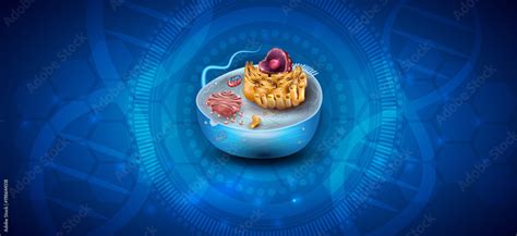 Cell Structure Cross Section On An Abstract Blue Science Background With Transparent DNA Chains