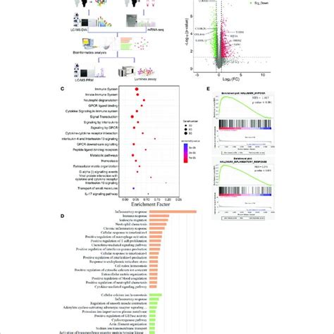 Visualization Of The Transcriptomics Results Of Mrnas Between