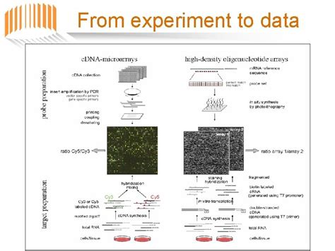 Microarray Analysis Data Preprocessing Normalization Molecular