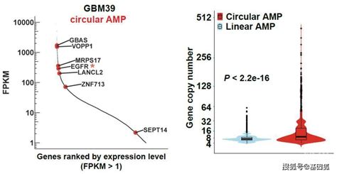 科普 染色体外DNA extrachromosomal DNA ecDNA 简介 研究