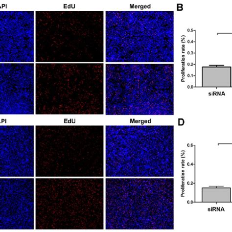 Knockdown Of Transmembrane Protease Serine 4 Tmprss4 Suppresses Cell