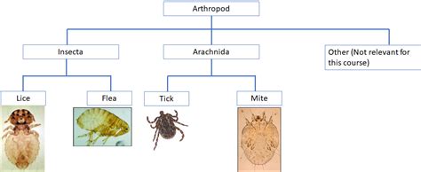 Module 10 1 Introduction To Veterinary Ectoparasites Clinical