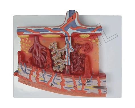 Gynae And Obstetric Models Pvc Placenta Section Model Enlarged At