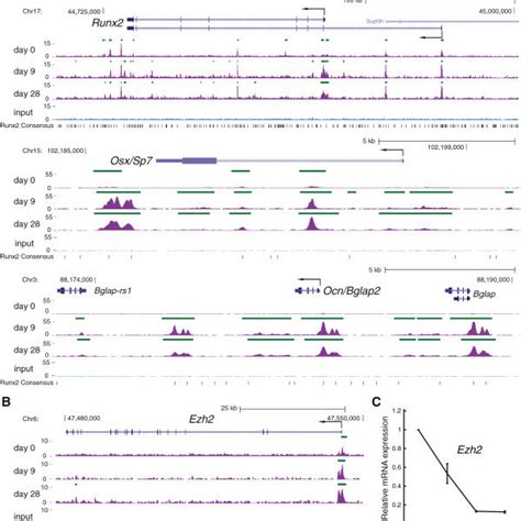 Runx2 Binding At Known Osteogenic Genes And A Potential Target Ezh2 Download Scientific