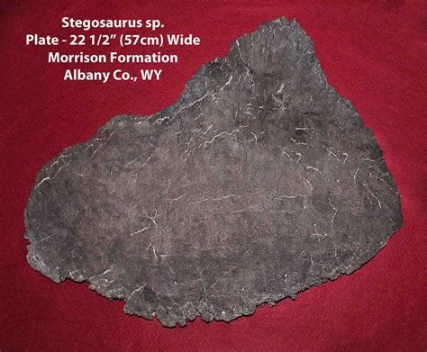 Stegosaurus Neck Armor Plate Is It Real How To Recognize Fossil