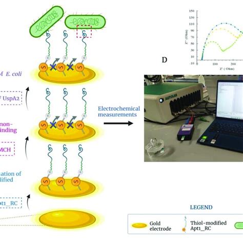Illustration Of The Developed Electrochemical Biosensor To Detect Download Scientific Diagram