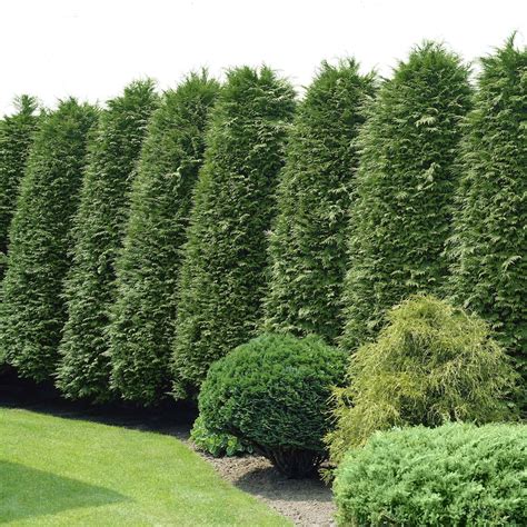 Green Giant Arborvitae Sunday Lawn Care