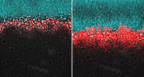 Bacteria Recruit Other Species With Long Range Electrical Signals