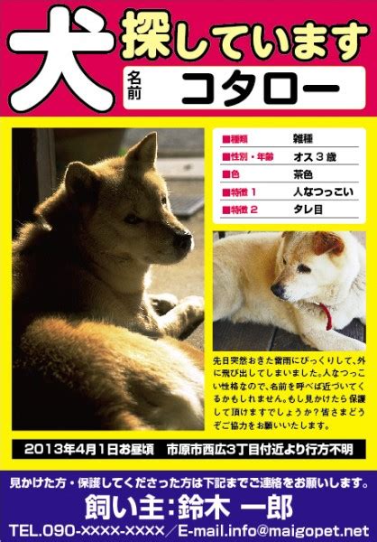 犬や猫が行方不明になったときにすること ペット捜索チラシ作成の迷子ペットnet